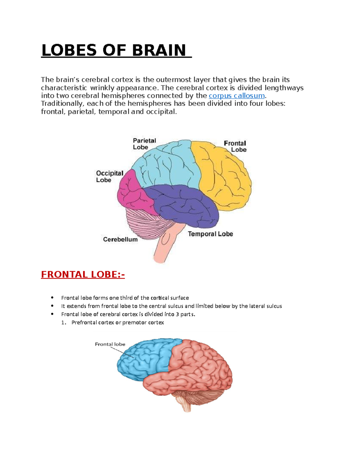 Lobes of brain, simple notes and 4 lobes are include - LOBES OF BRAIN ...