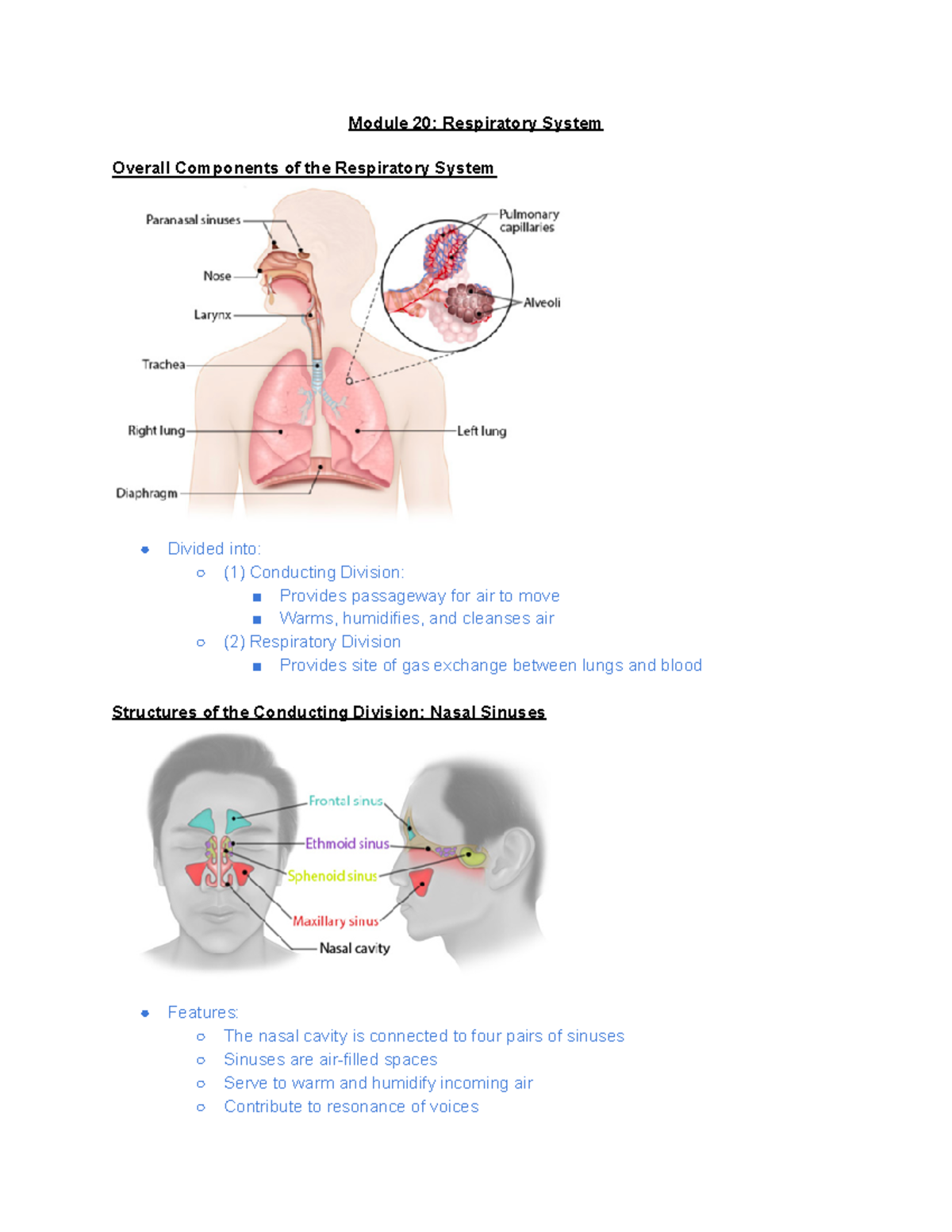 Quiz 7 - quiz 7 study guide - Module 20: Respiratory System Overall ...