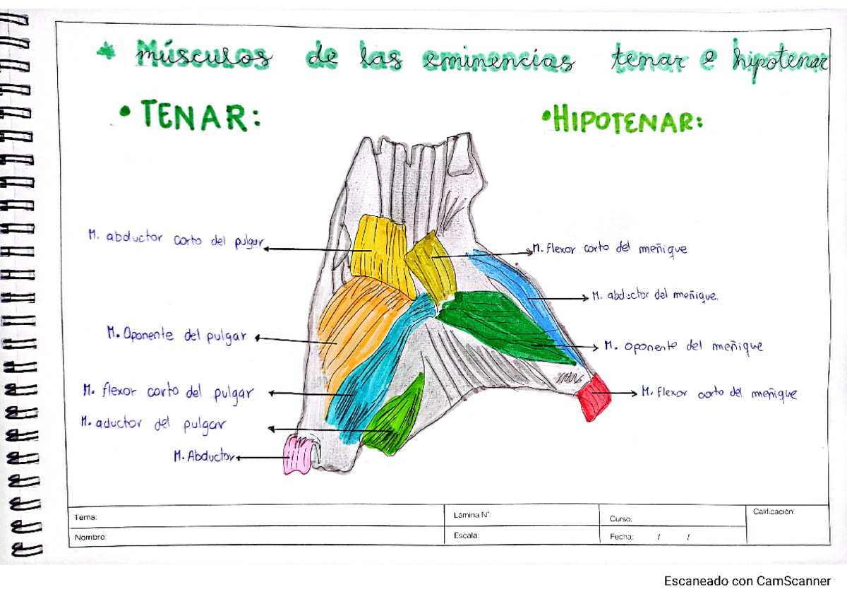 Muscukos tenares - Resumen Anatomía humana - Studocu