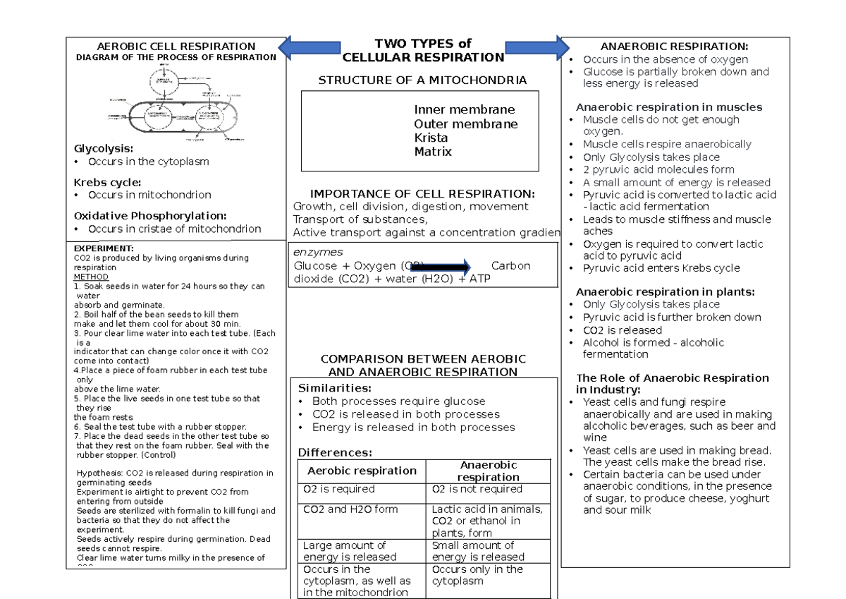 One Page Respiration - TWO TYPES of CELLULAR RESPIRATION STRUCTURE OF A ...