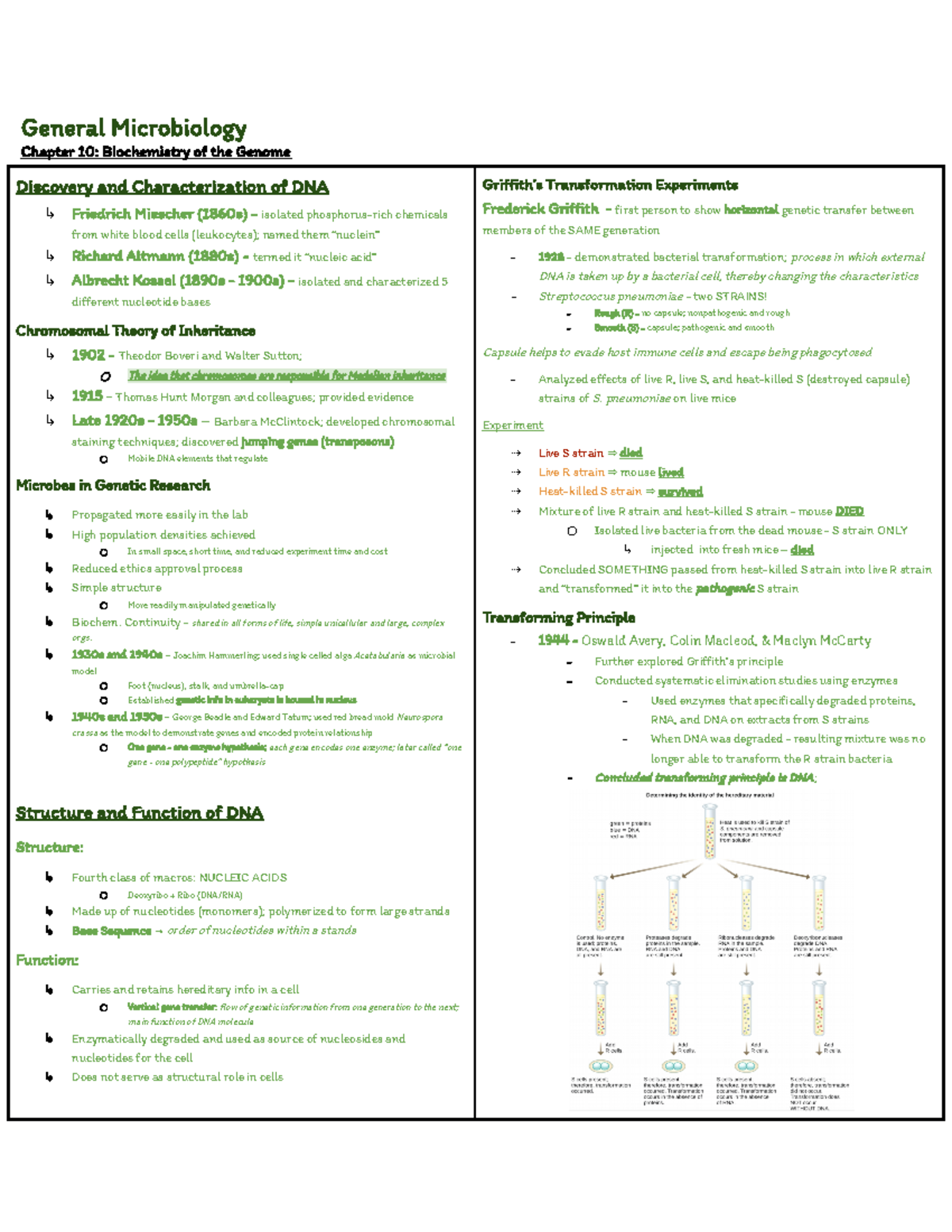 BIO245 - Unit 3 Notes - General Microbiology Chapter 10 : Biochemistry ...