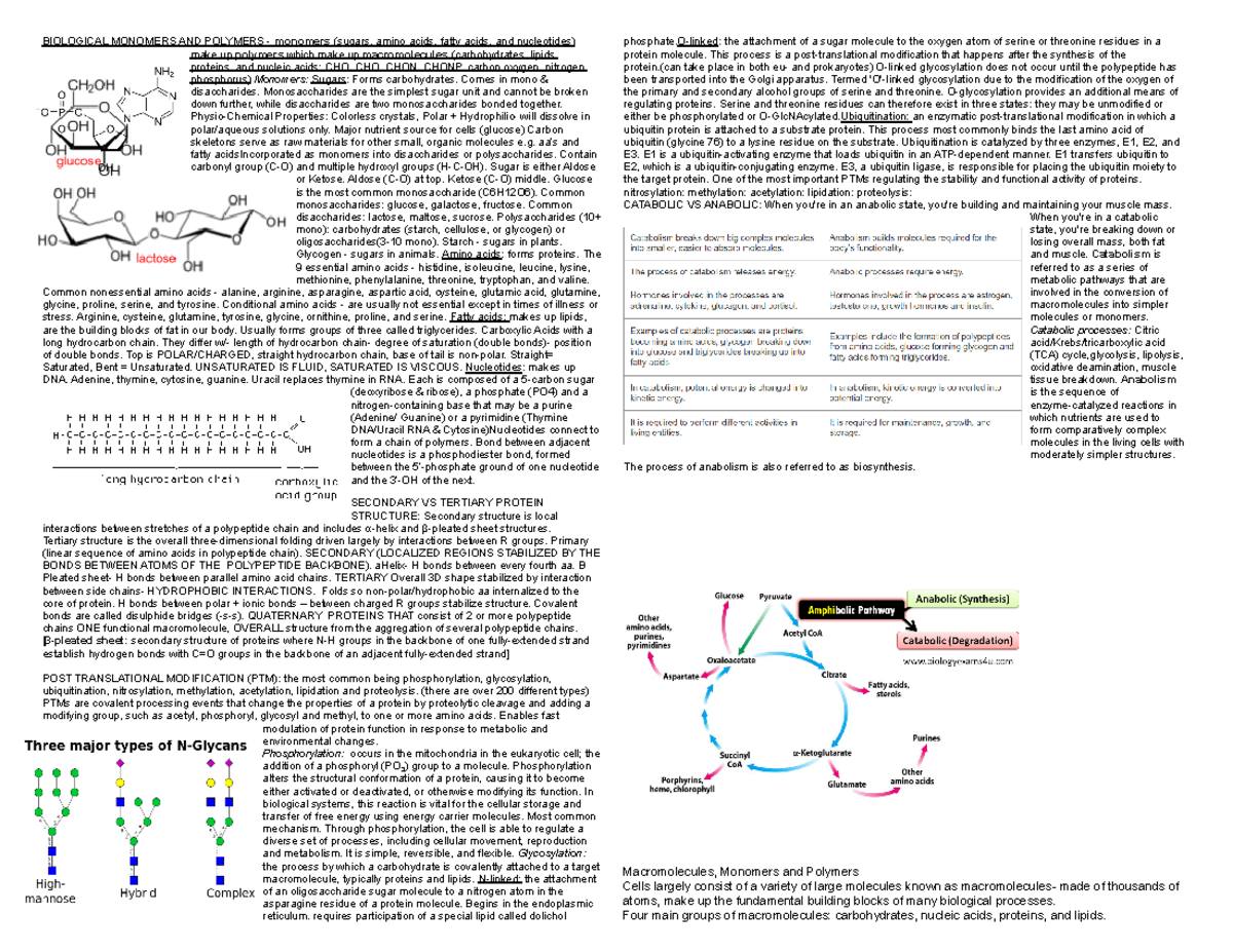 Cell bio - basic cell bio information - BIOLOGICAL MONOMERS AND ...