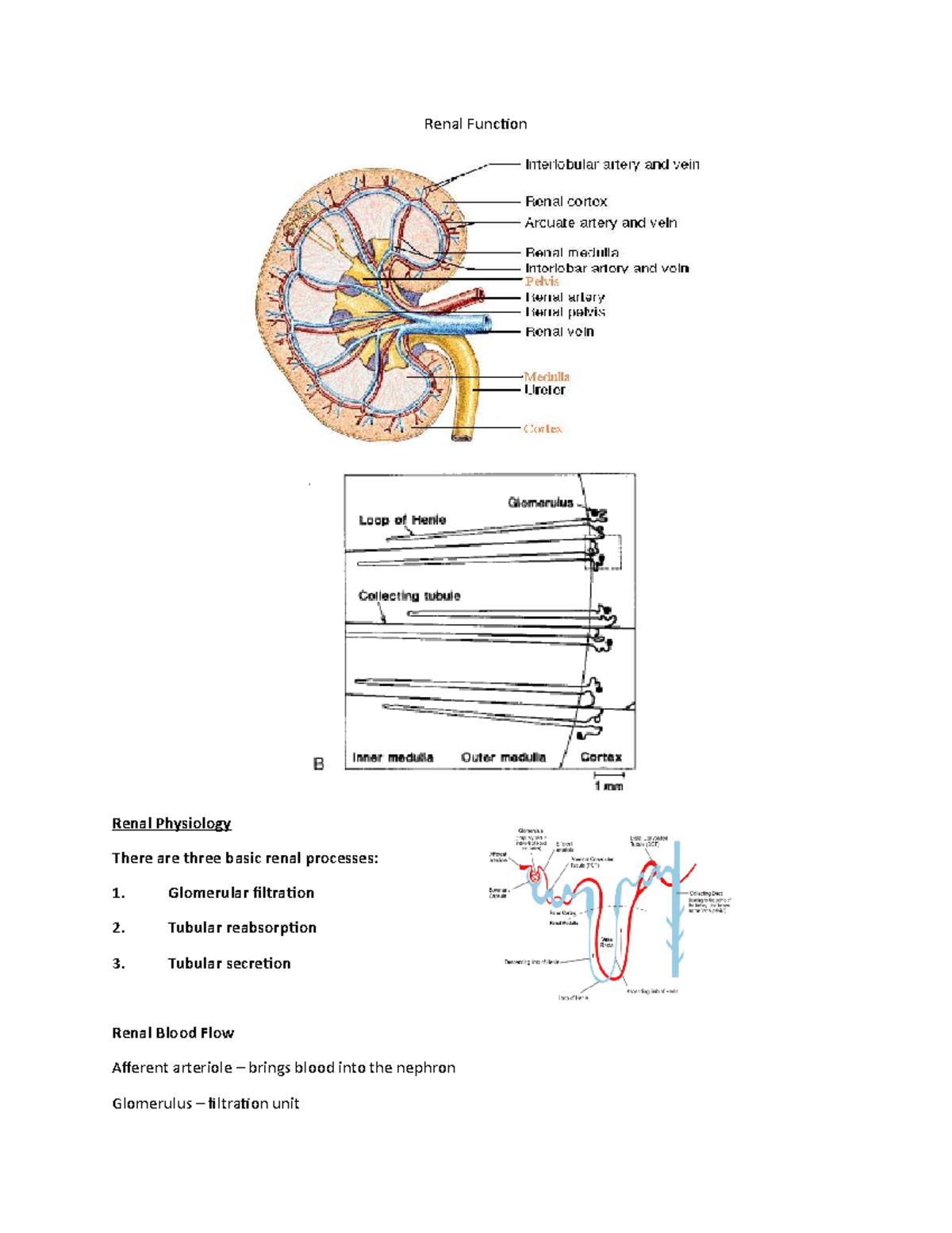 Renal Function - Renal Function Renal Physiology There are three basic ...