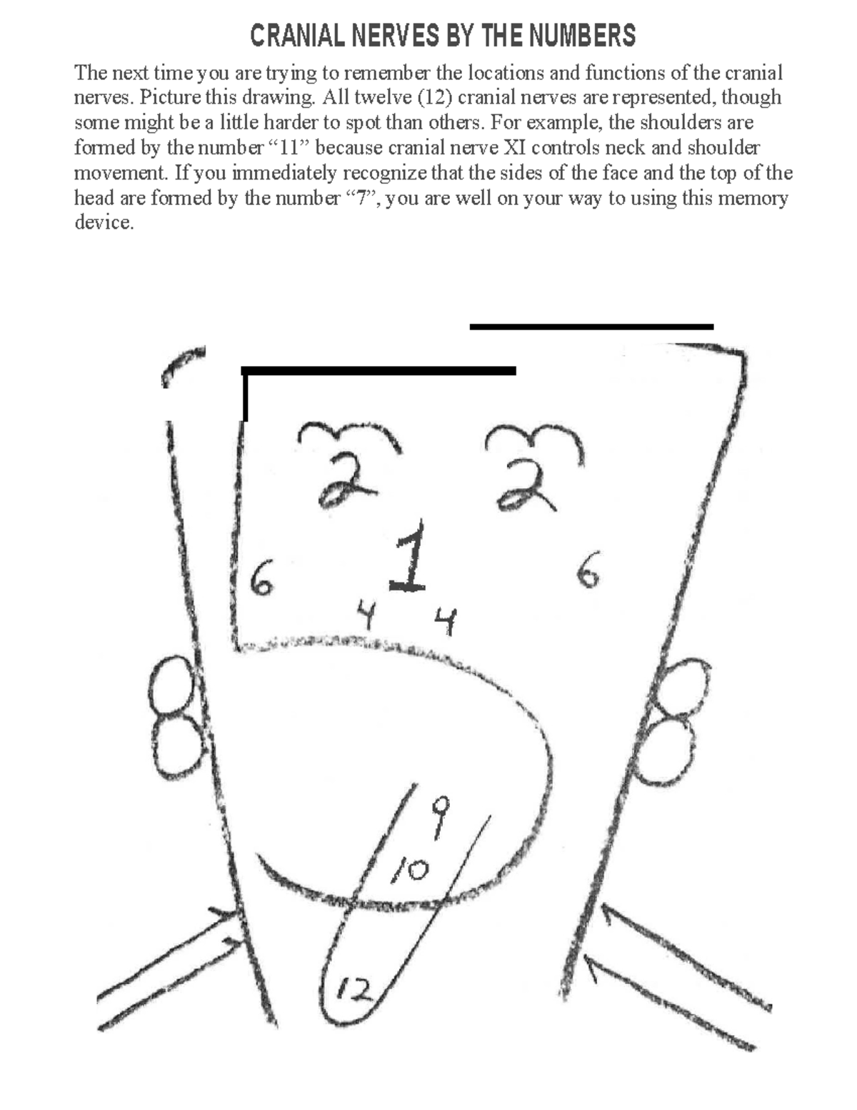 N677 Cranial nerves 2024 - CRANIAL NERVES BY THE NUMBERS The next time ...
