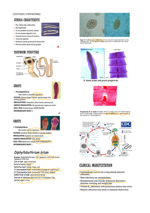 The Cestodes - Bachelor of Science in Medical Laboratory Science - 10-8 ...