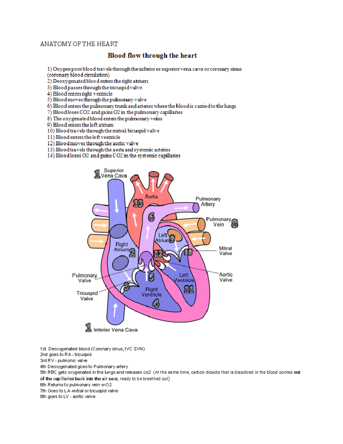 Cardiovascular Unit 2 - Lecture notes 1-3 - ANATOMY OF THE HEART 1st ...