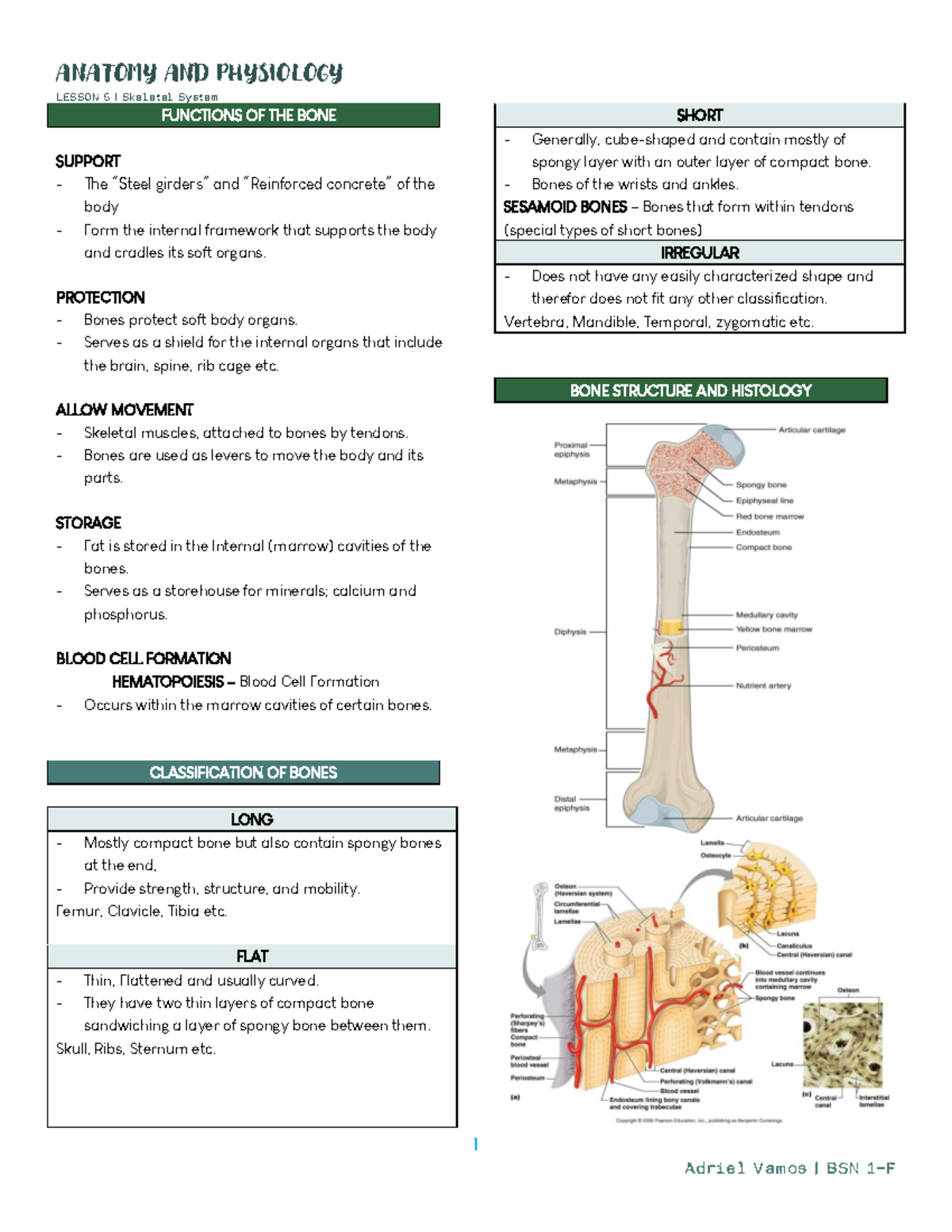 Skeletal System Transes - LESSON 6 | Skeletal System 1 FUNCTIONS OF THE ...