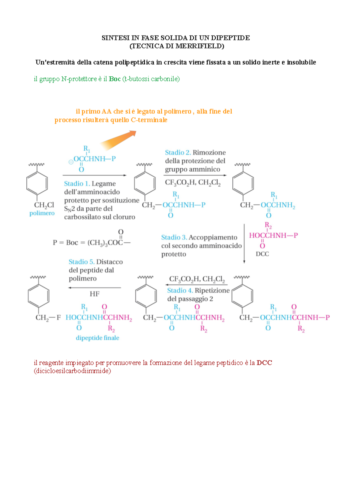 Sintesi DI UN Peptide IN FASE Solida - SINTESI IN FASE SOLIDA DI UN ...