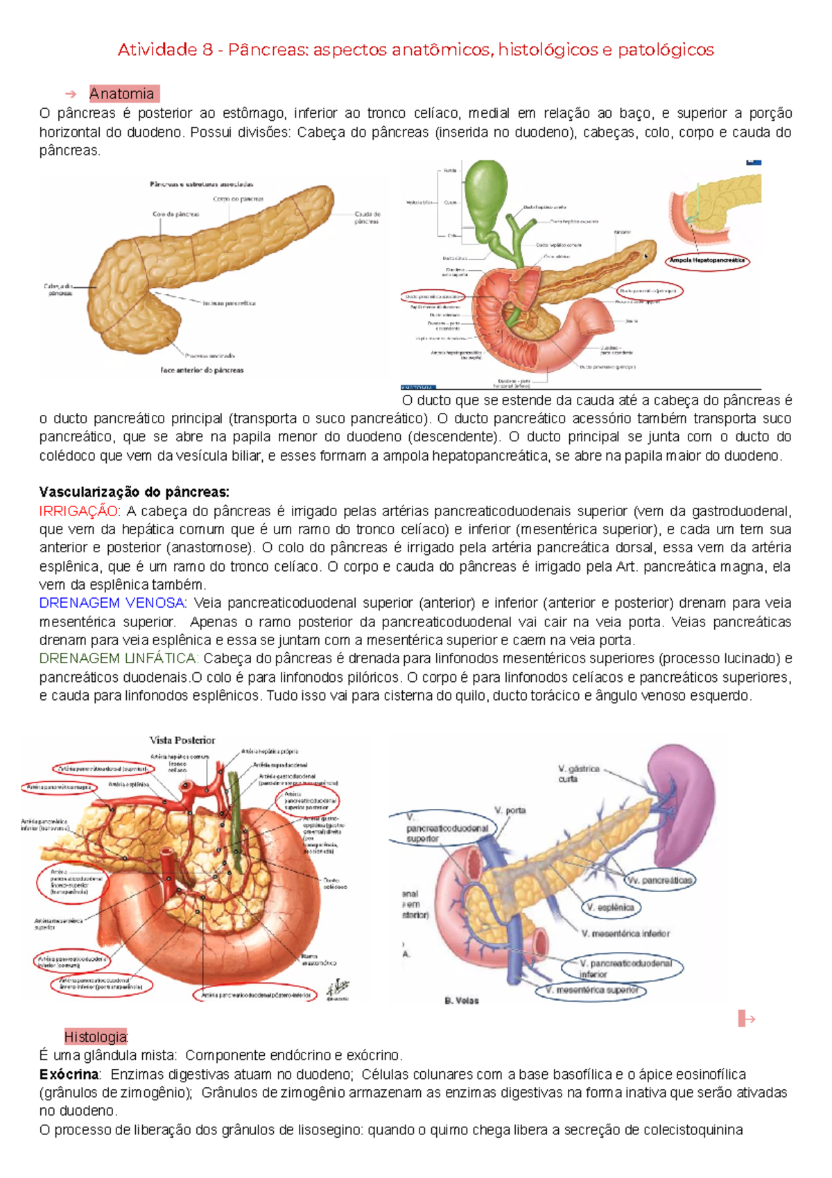 - Pâncreas aspectos anatômicos, histológicos e patológicos - Atividade ...