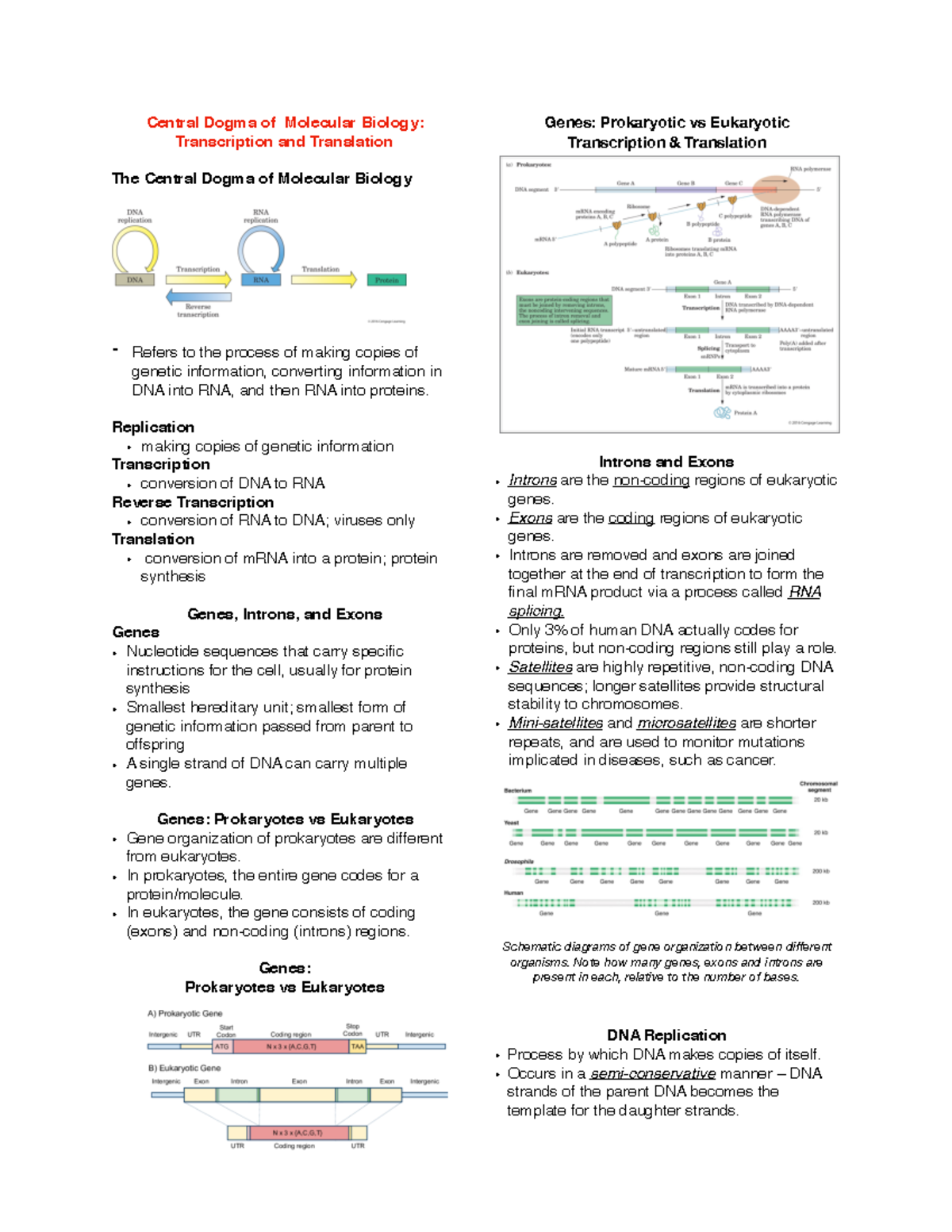 1 Central Dogma - Replication - making copies of genetic information ...