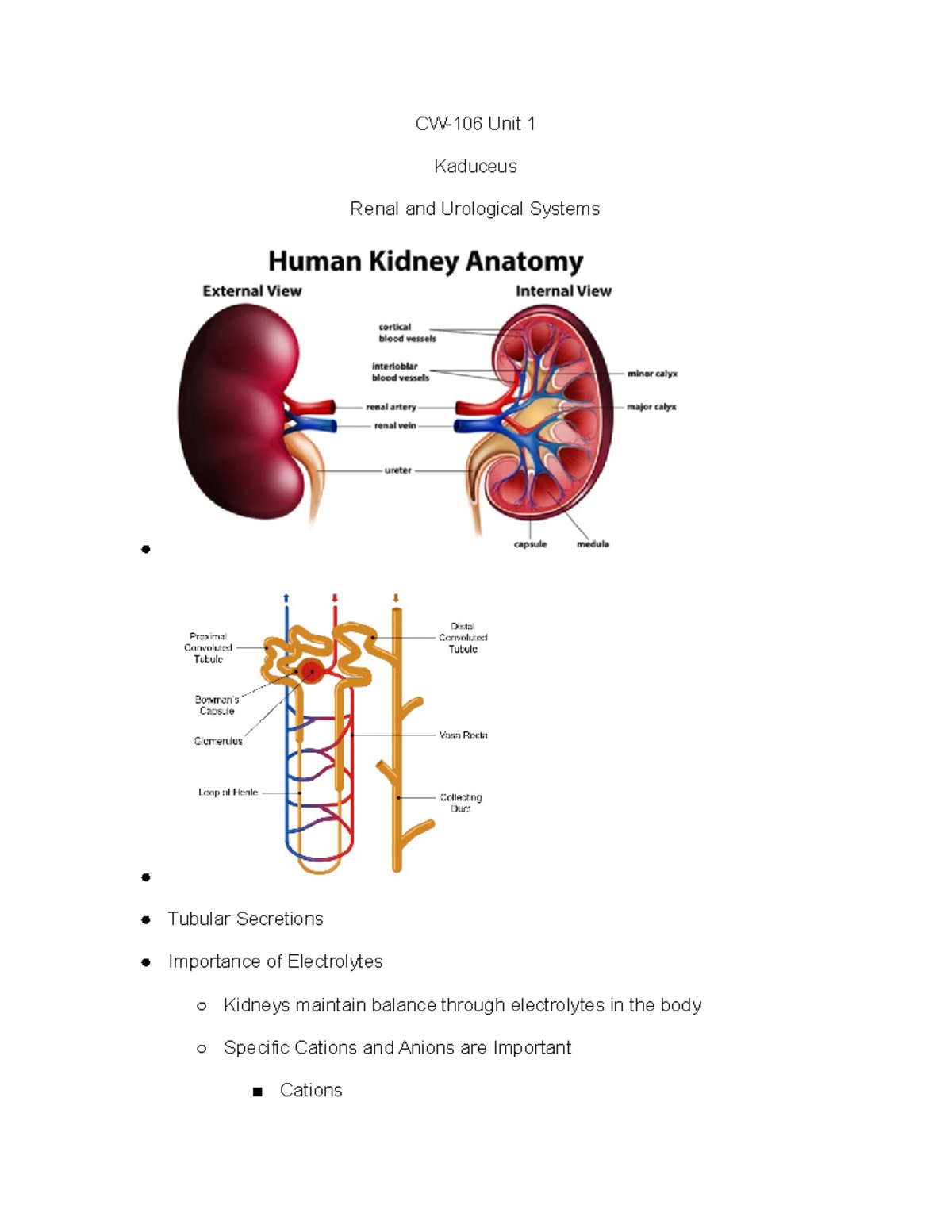 Renal System - CW-106 Unit 1 Kaduceus Renal and Urological Systems ...