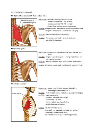 Samenvatting Anatomie Hoofdstuk 7 - Eerste dorsale groep: Tuberculum ...