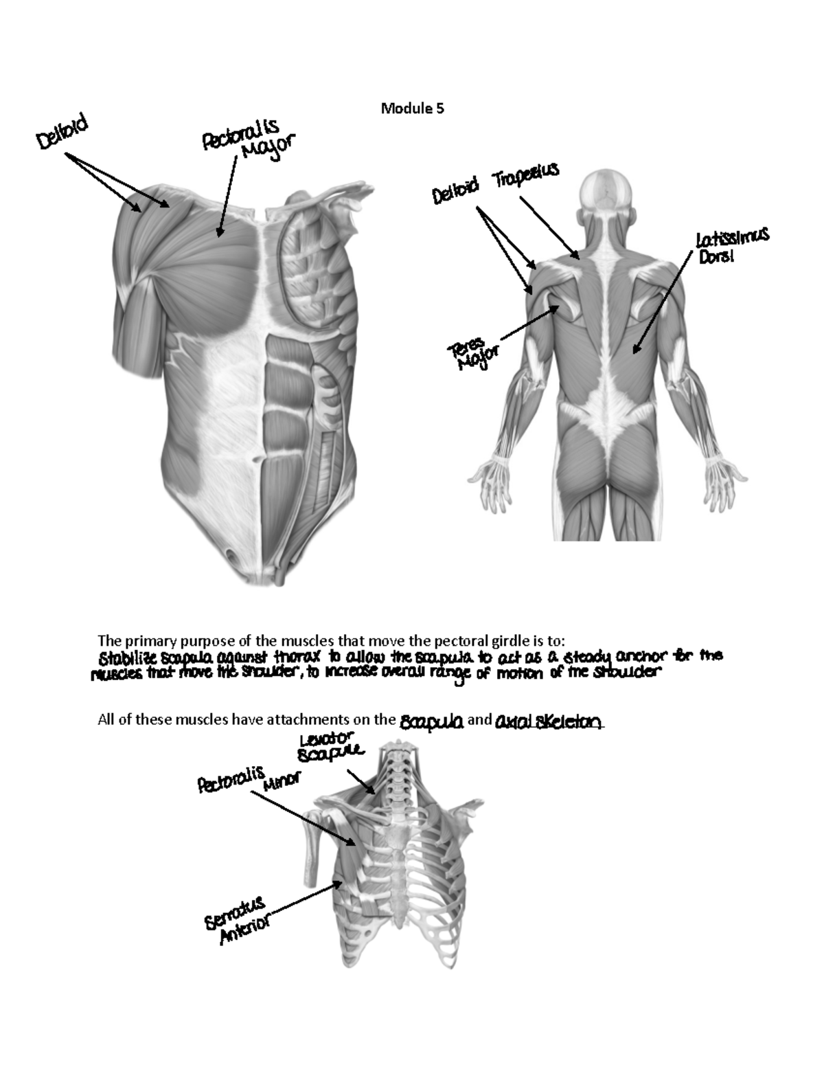 Module 5 Final Review Module 5 The Primary Purpose Of The Muscles Module 5 Final Review Module 5 The Primary Purpose Of The Muscles