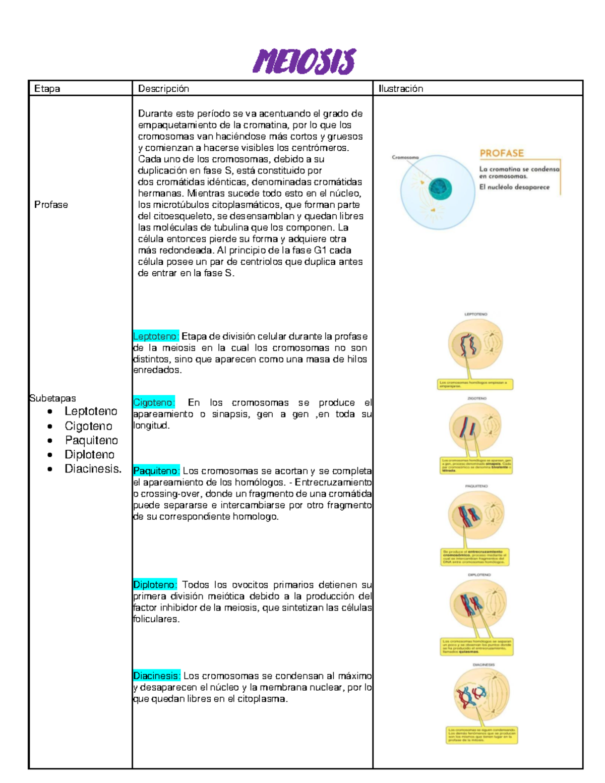 Meiosis - texto - Etapa Descripción Ilustración Profase Subetapas ...