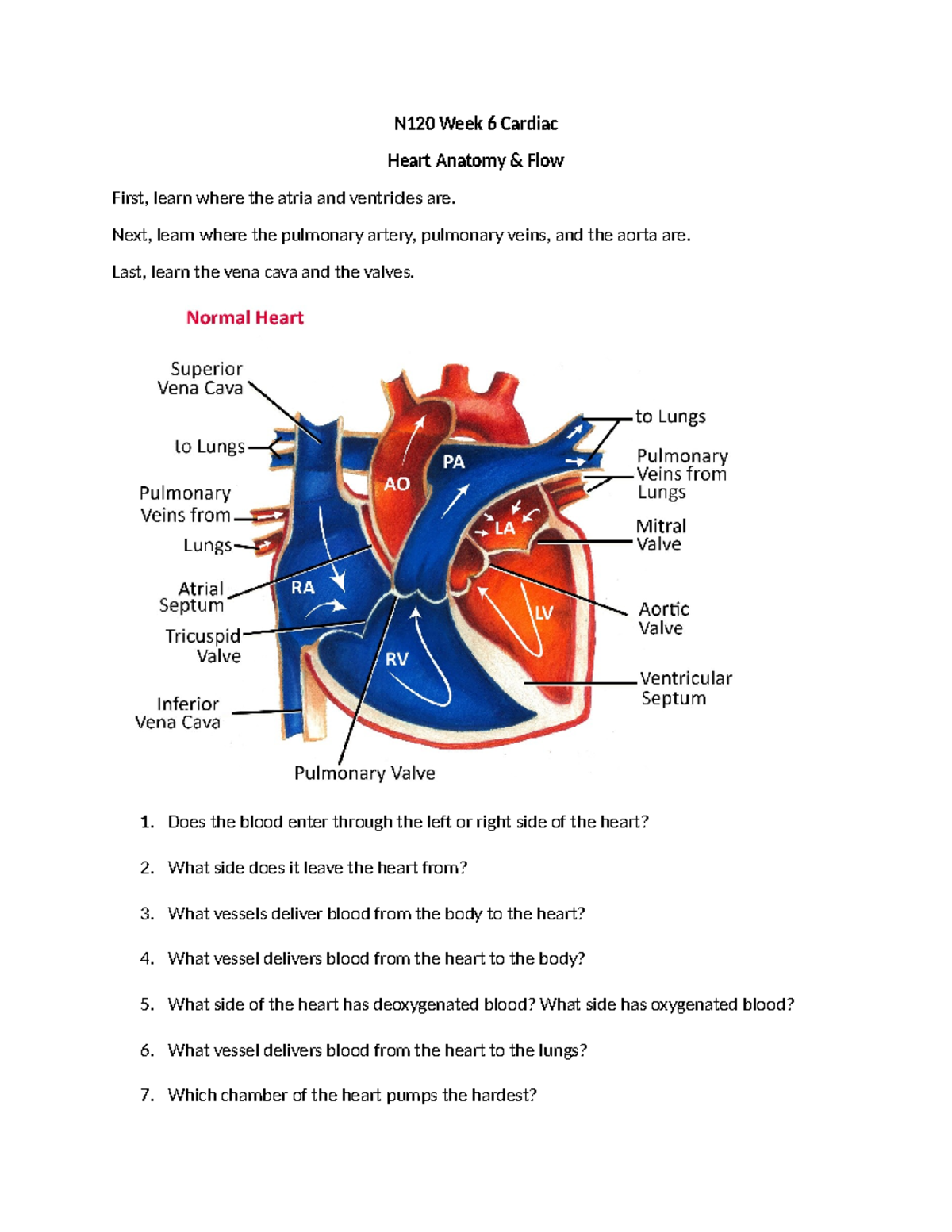 N120 Cardiac Handout - worksheet - N120 Week 6 Cardiac Heart Anatomy ...