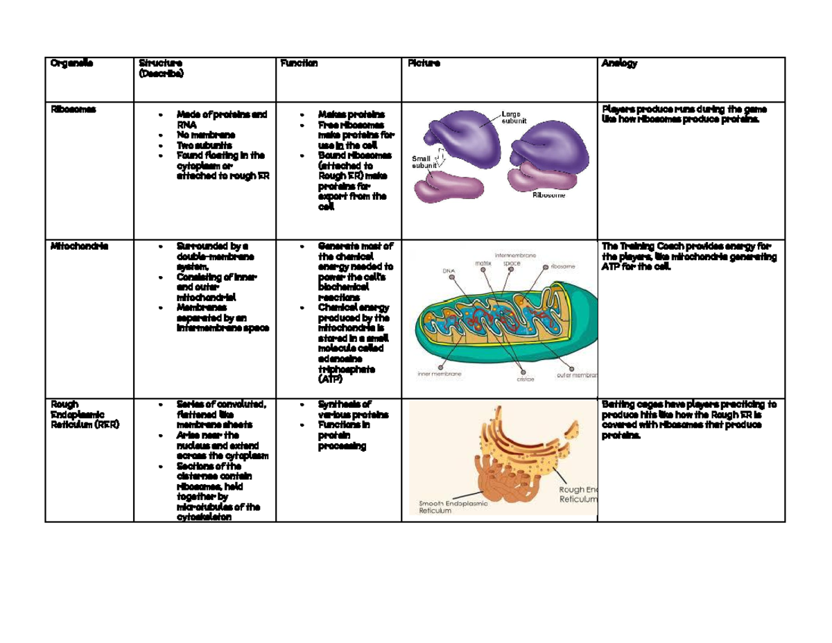 Svar Patel - Cell Organelles Table - Organelle Structure (Describe) Function Picture Analogy ...