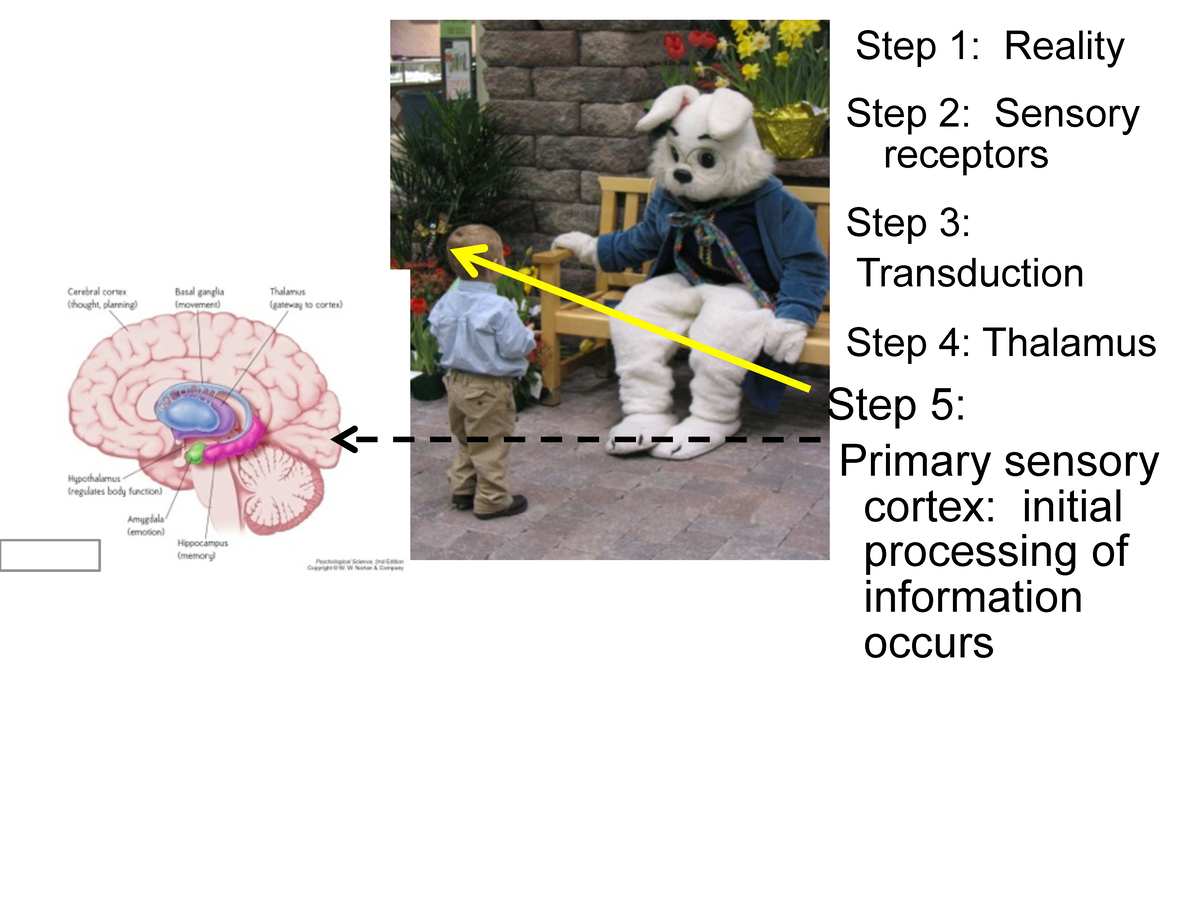 3. Perception - Step 1: Reality Step 2: Sensory receptors Step 3 ...
