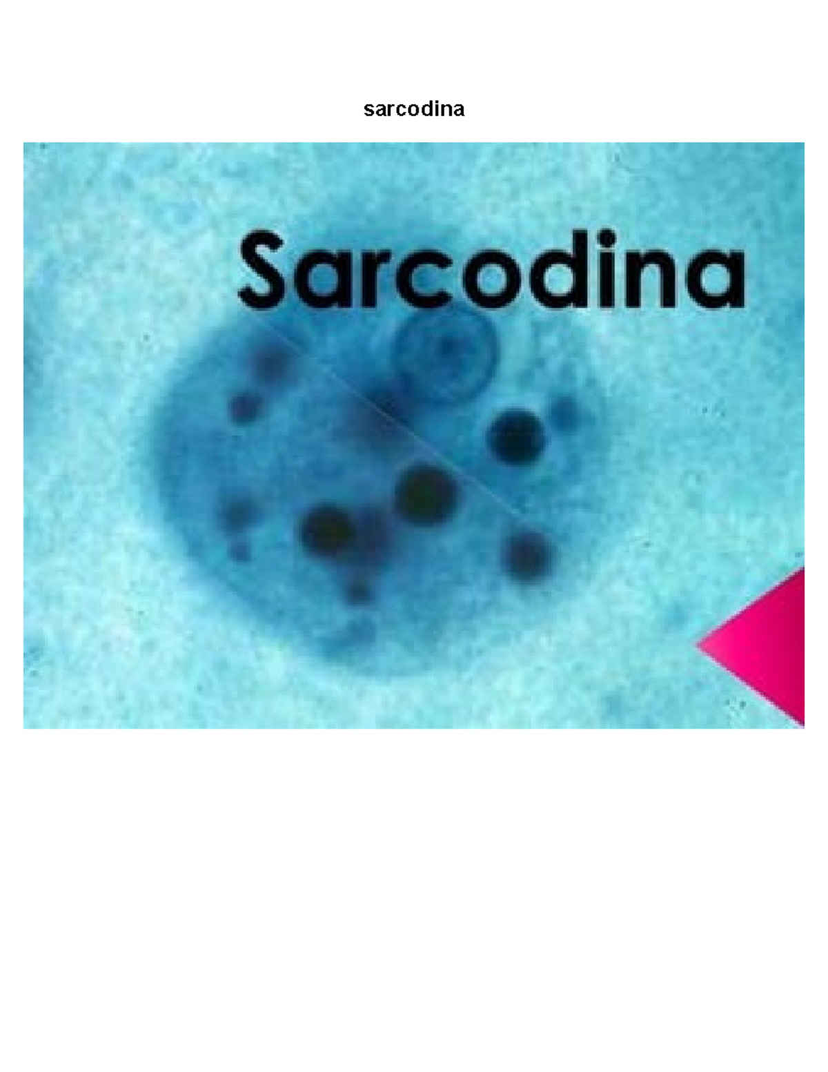 Sarcodina jerameel - hola - sarcodina La Sarcodina es un subfilo de ...