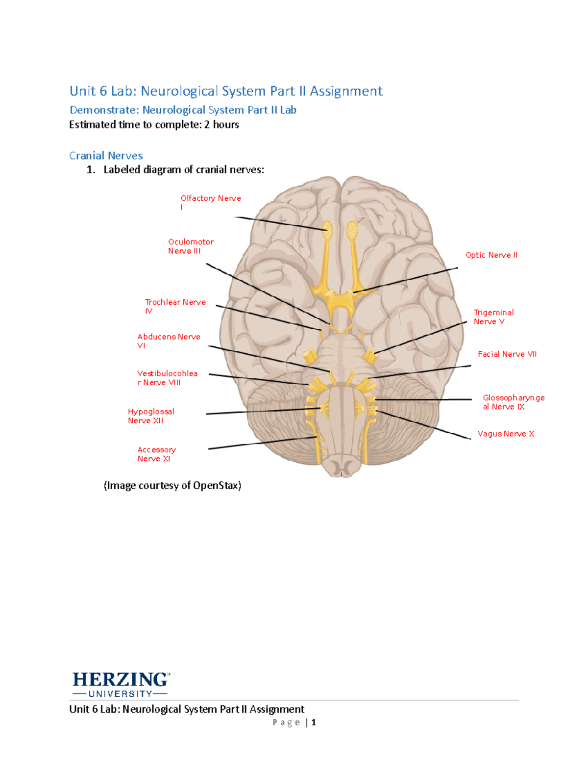Unit 6 Lab Assignment - Unit 6 Lab: Neurological System Part II Assignment Demonstrate ...