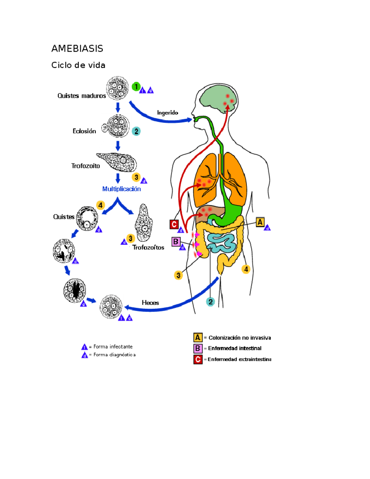 Album DE Parasito - AMEBIASIS Ciclo de vida Entamoeba histolytica ...