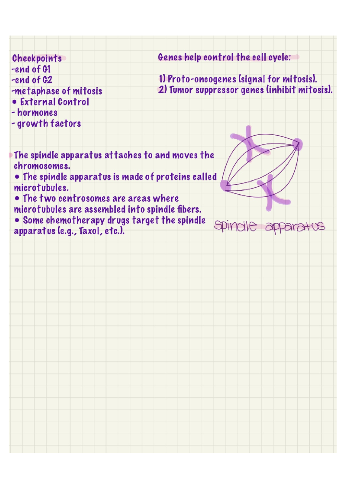 More mitosis lecture notes - 015 - Studocu
