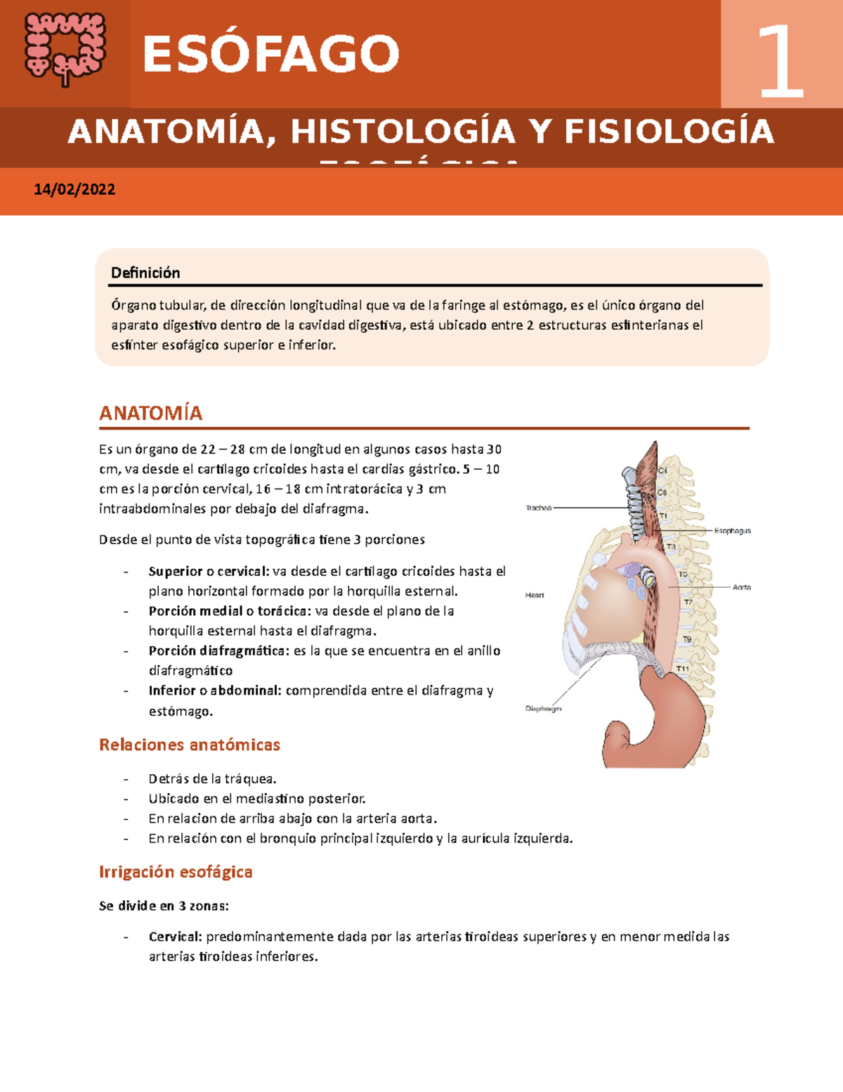Tema#1 Anatomía, Histología y Fisiología esofágica - ANATOMÍA Es un ...