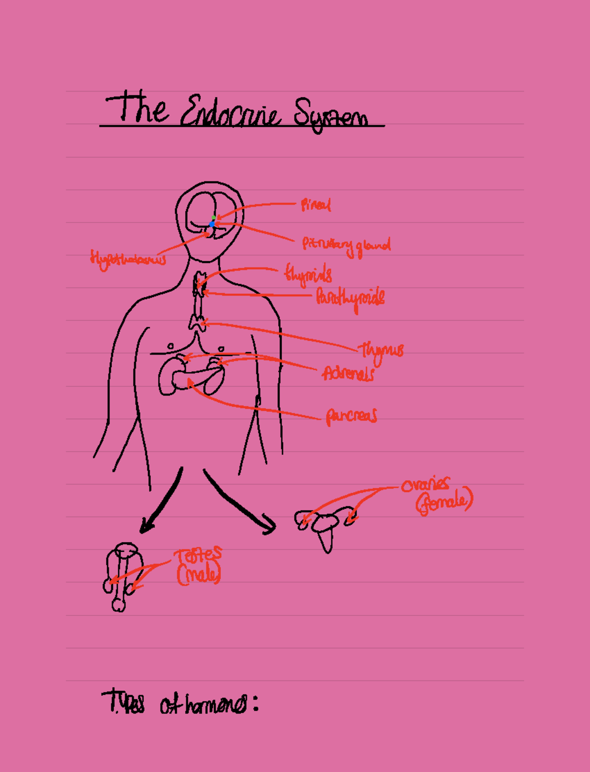 Note 13 Apr 2022 - Paramedic science class notes - PSC1012P - The ...
