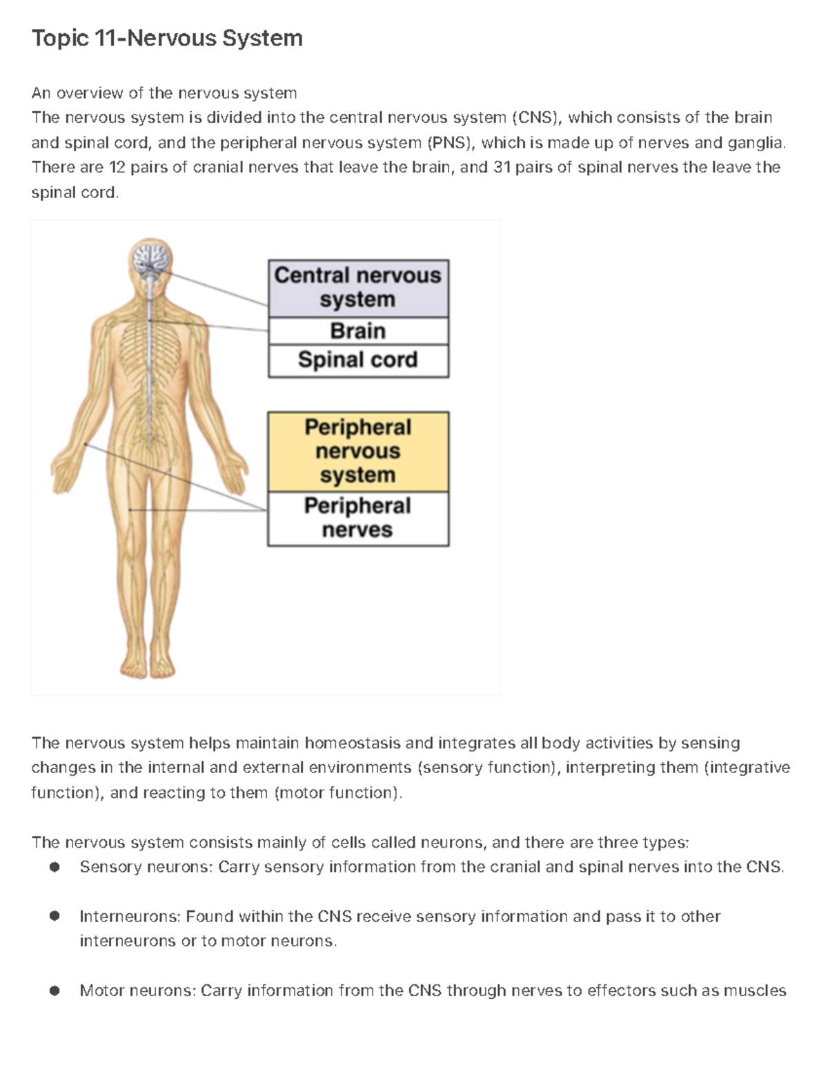 Topic 11-Nervous System - Topic 11-Nervous System An overview of the ...