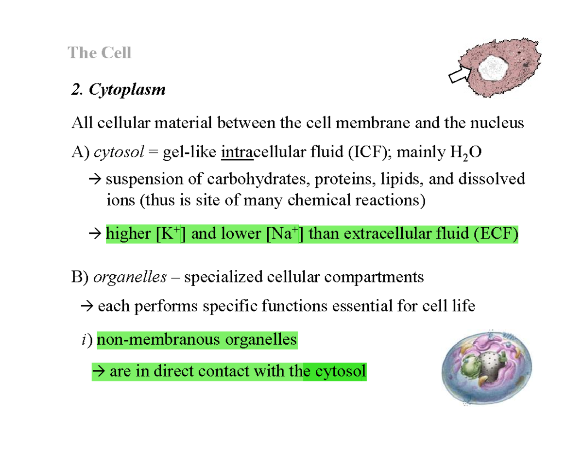 Edited 2 - pratice notes - B) organelles – specialized cellular ...