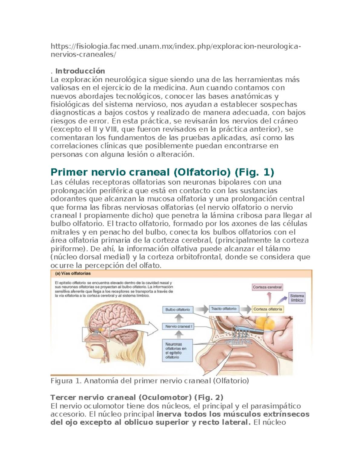 Exploracion DE LOS Nervios Craneales - fisiologia.facmed.unam/index.php/exploracion-neurologica ...