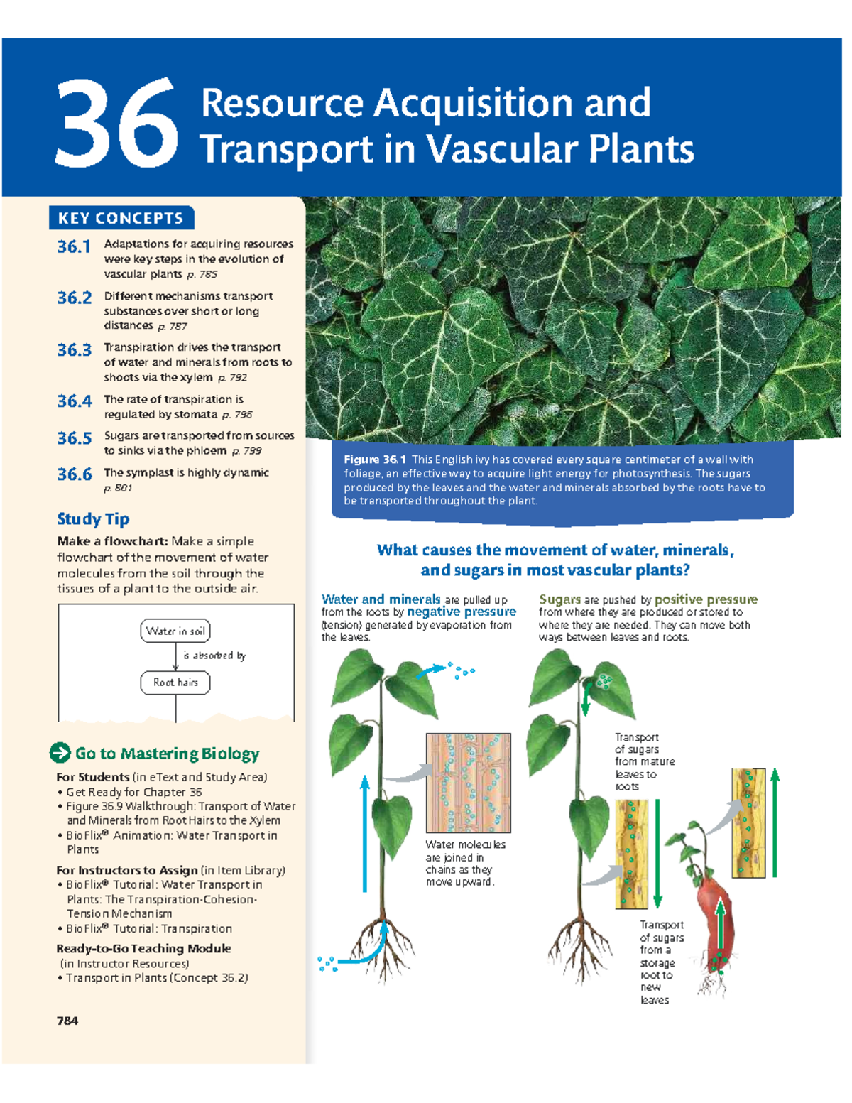 Chapter 36 - plant transport campbell biology - Figure 36 This English ...