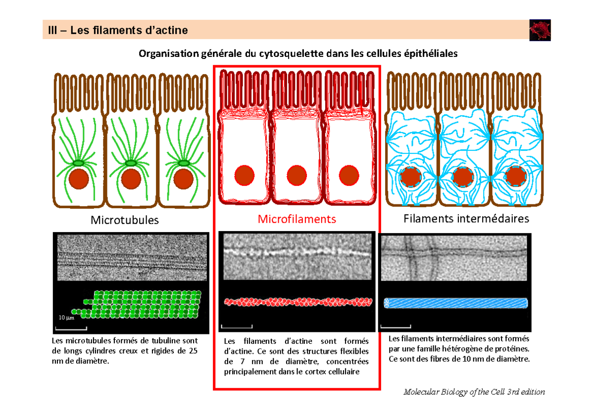 CM8 Cytosquelette - cours / diaporama avec quelque note de cours ...