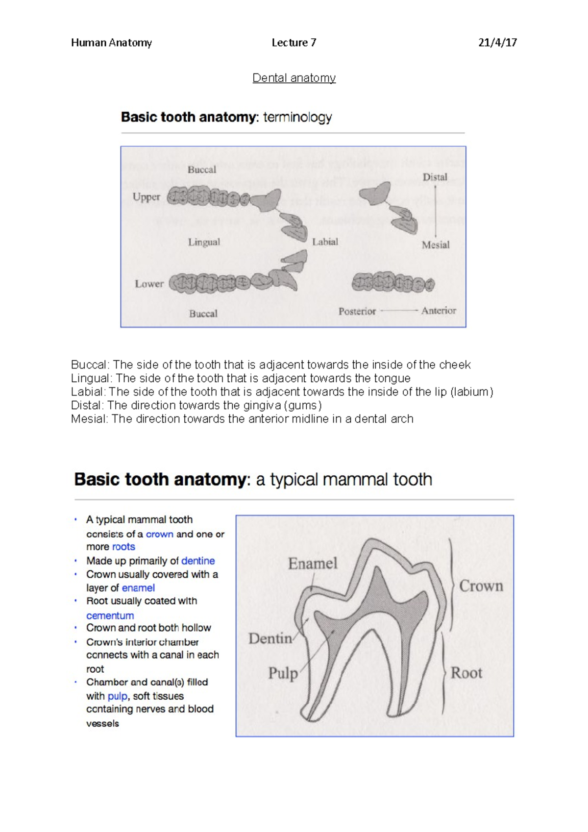 Dental anatomy - Studocu