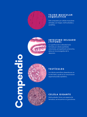The bethesda system for reporting cervical cytology[ 055-112] - 30 Normal Cellular Elements ...
