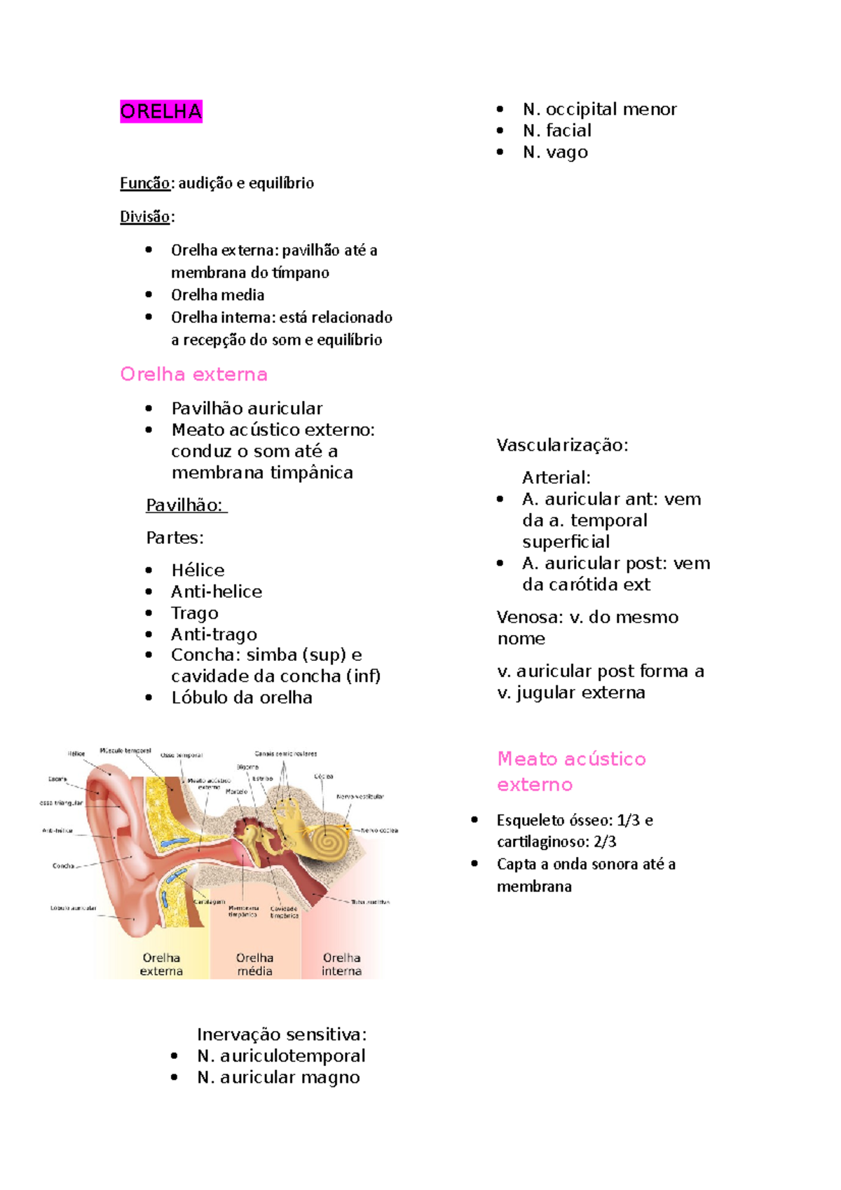 Resumo da anatomia da orelha - ORELHA Função: audição e equilíbrio ...