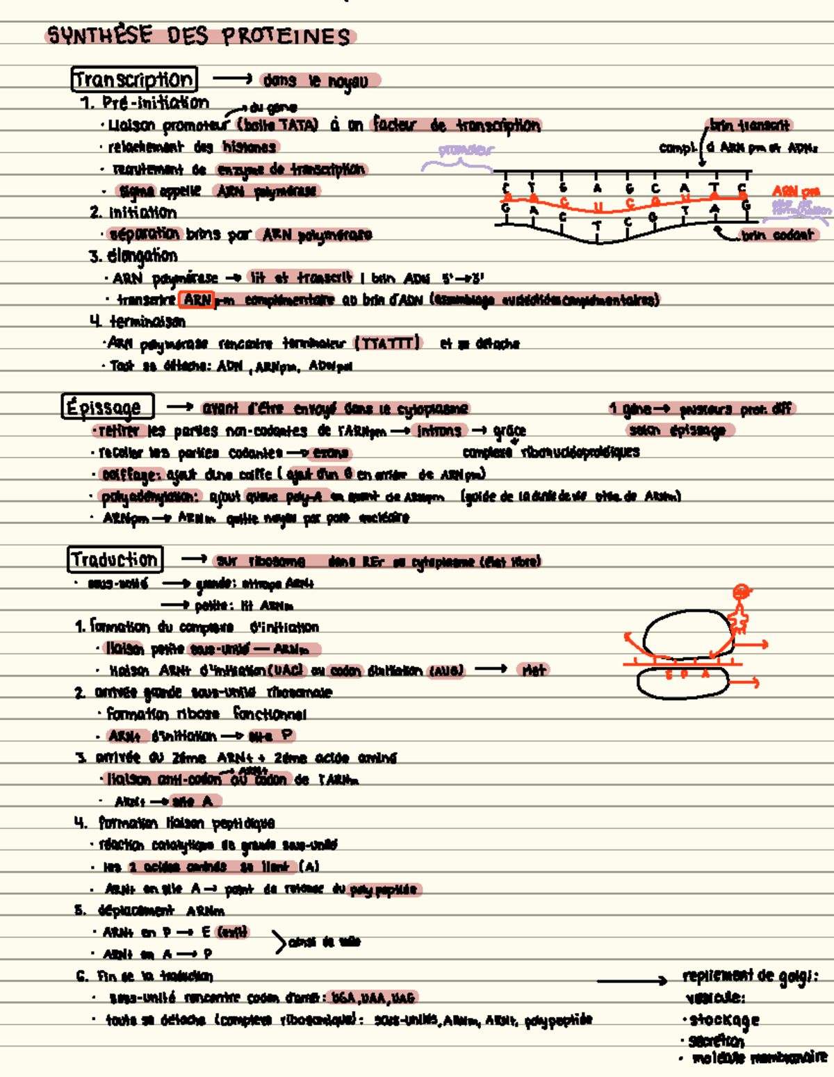 Révision - SYNTHESE DES PROTEINES Transcription dans le noyau 1. du ...