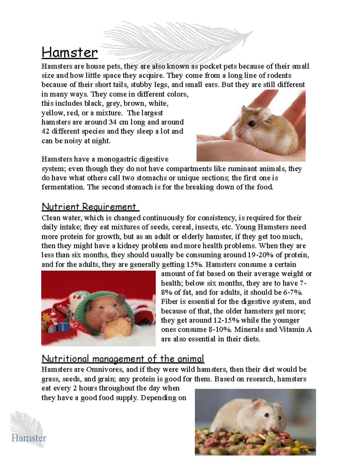 Hamster Nutrition - Hamster Hamster Hamsters are house pets, they are ...