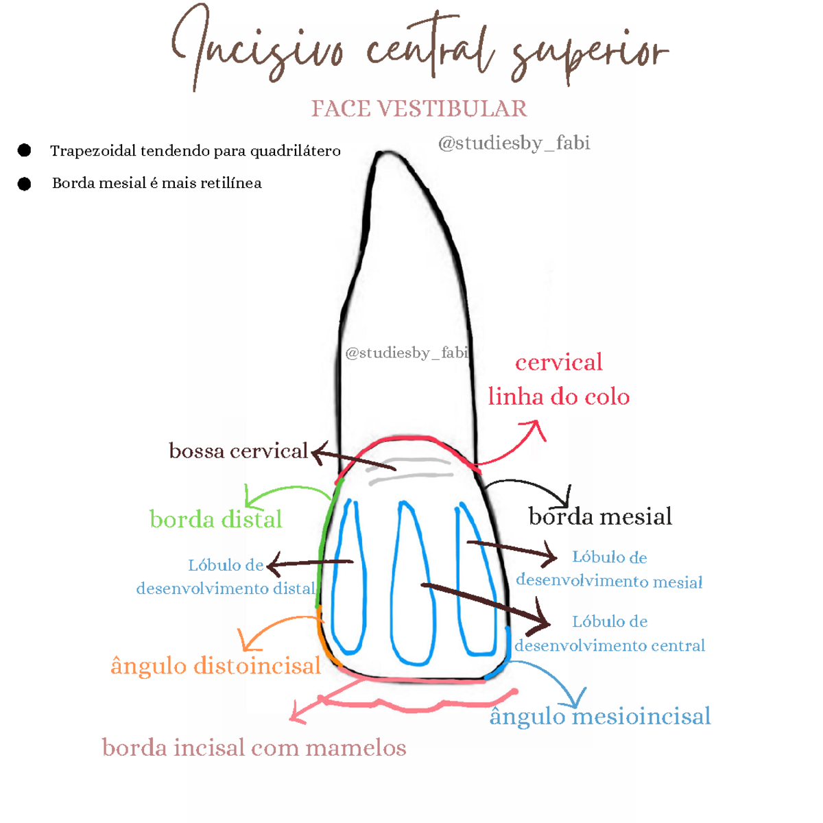 Nunca é só sobre estética - FACE VESTIBULAR Incisivo central superior ...