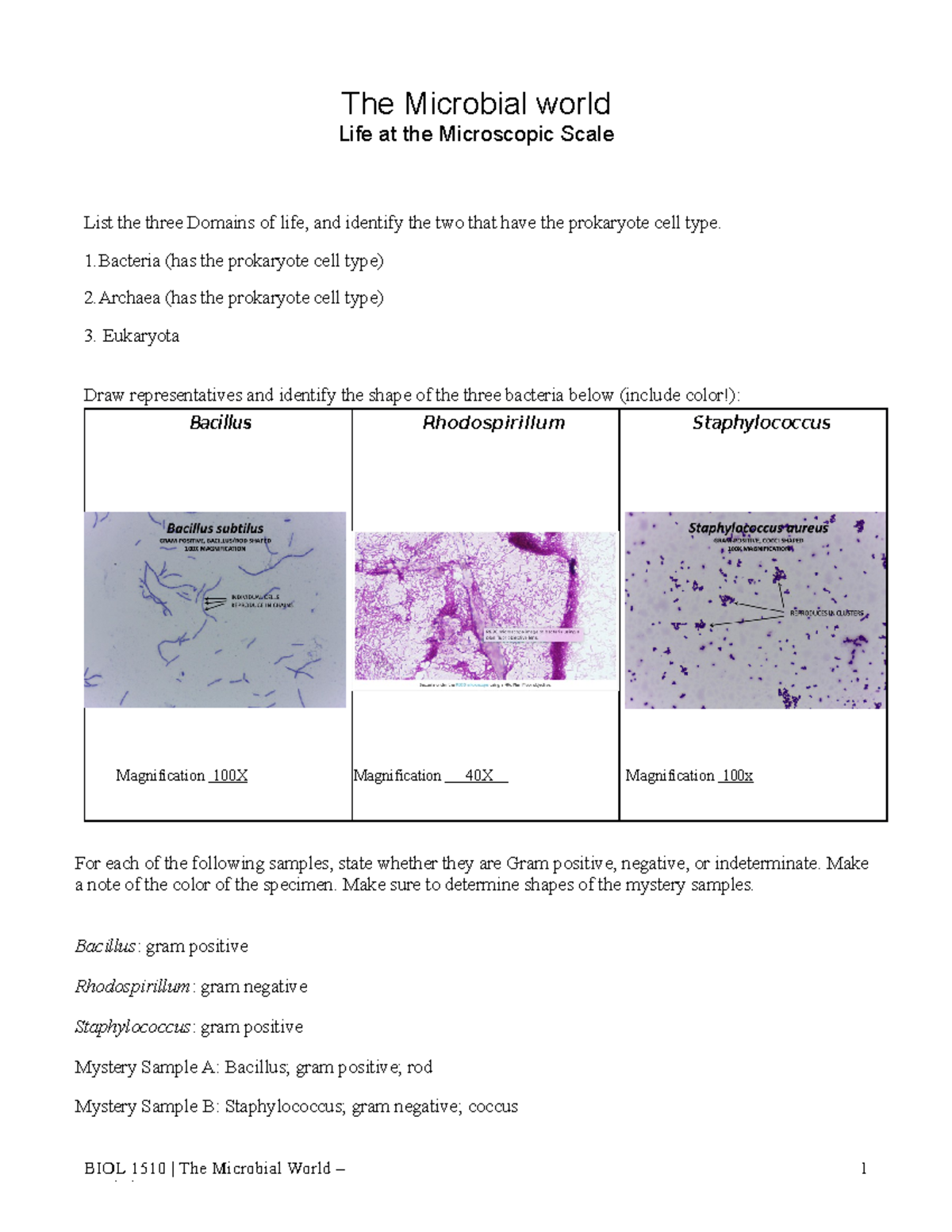 Microbial World Worksheet - The Microbial world Life at the Microscopic ...