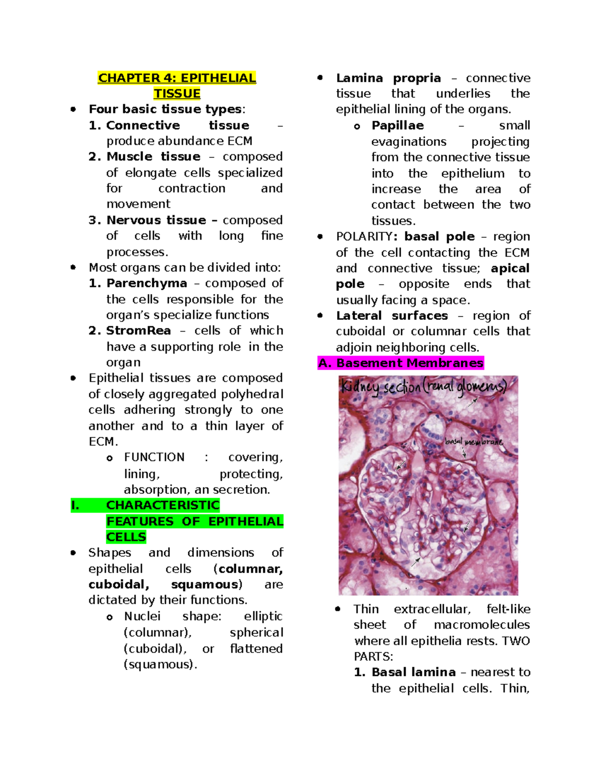 3. Chapter 4 Epithelial Tissue - CHAPTER 4: EPITHELIAL TISSUE Four basic tissue types: 1. - Studocu
