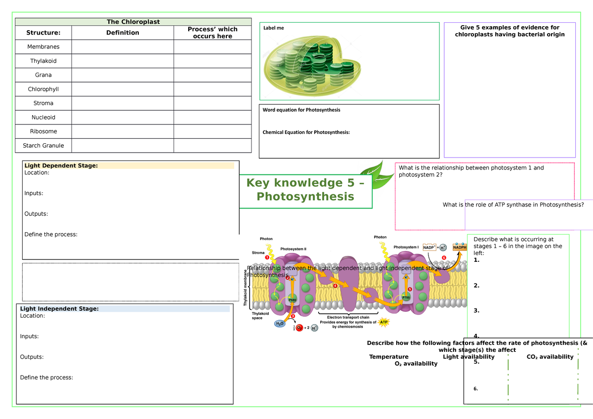 Photosynthesis - revision - The Chloroplast Structure: Definition ...
