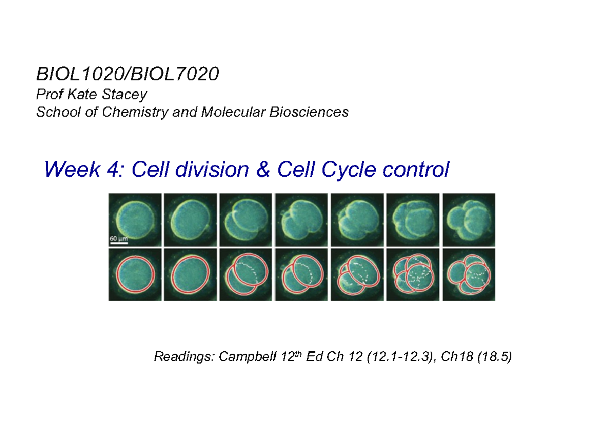 Lec 4 - week 4 lecture notes - Week 4: Cell division & Cell Cycle ...