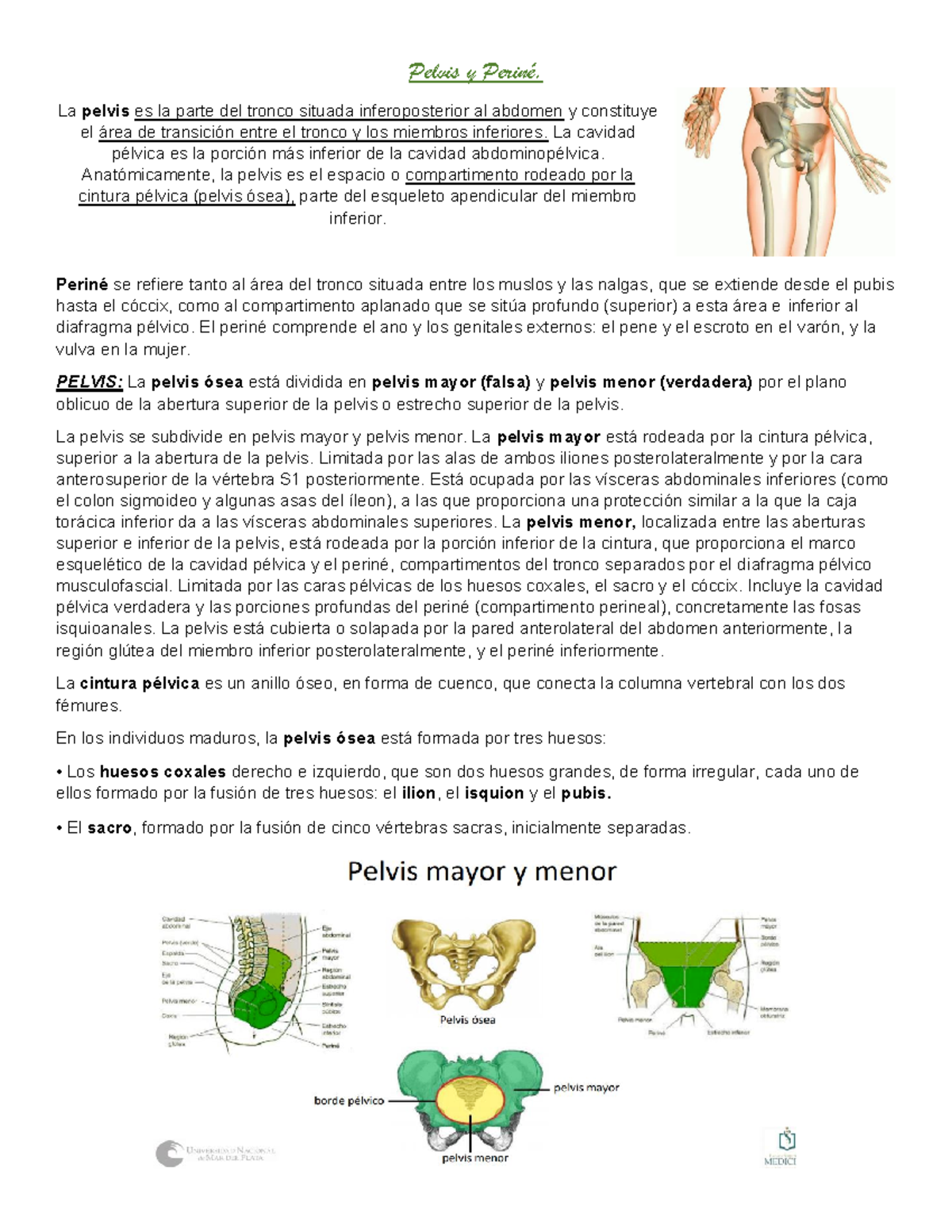 Pelvis y Periné - Resumen propio - Pelvis y Periné. La pelvis es la ...