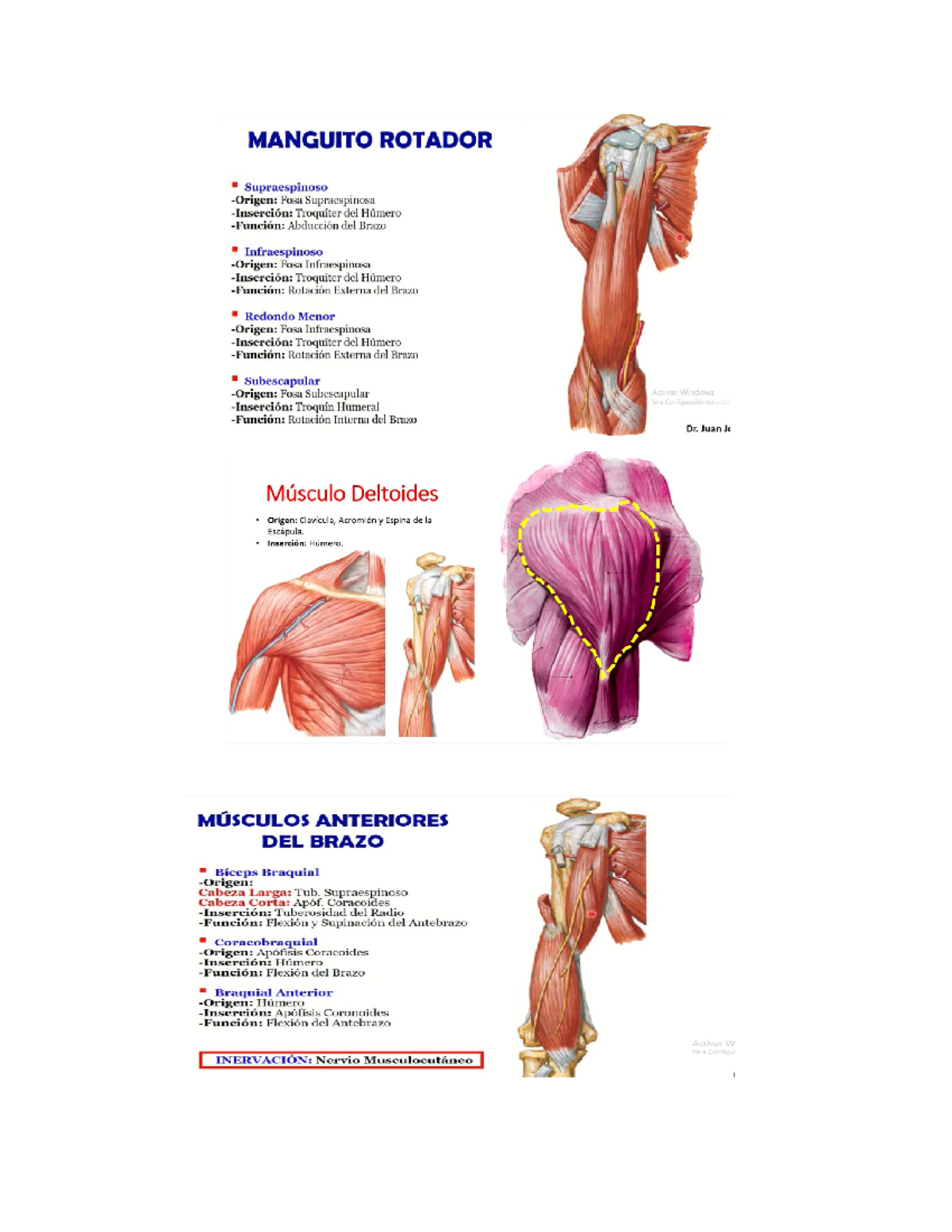 Manquito de los rotadores - Anatomia - Studocu