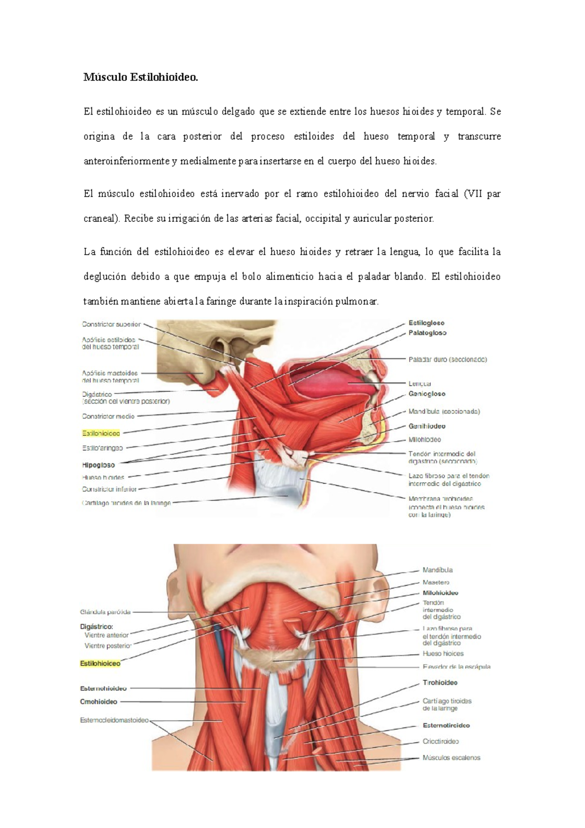 Musculos del cuello - Músculo Estilohioideo. El estilohioideo es un ...