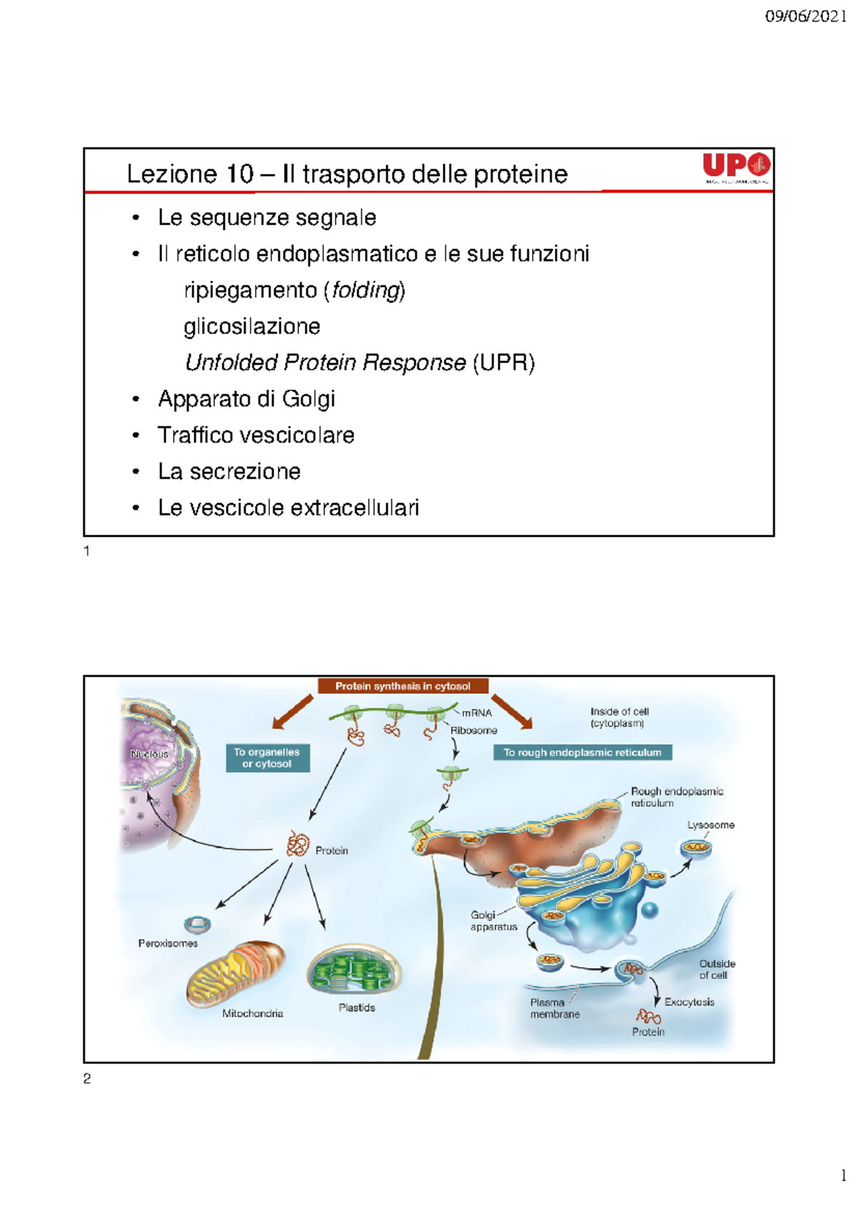 Lezione 10 -ER -Golgi -Secrezione 2021 - Lezione 10 – Il trasporto delle proteine • Le sequenze ...