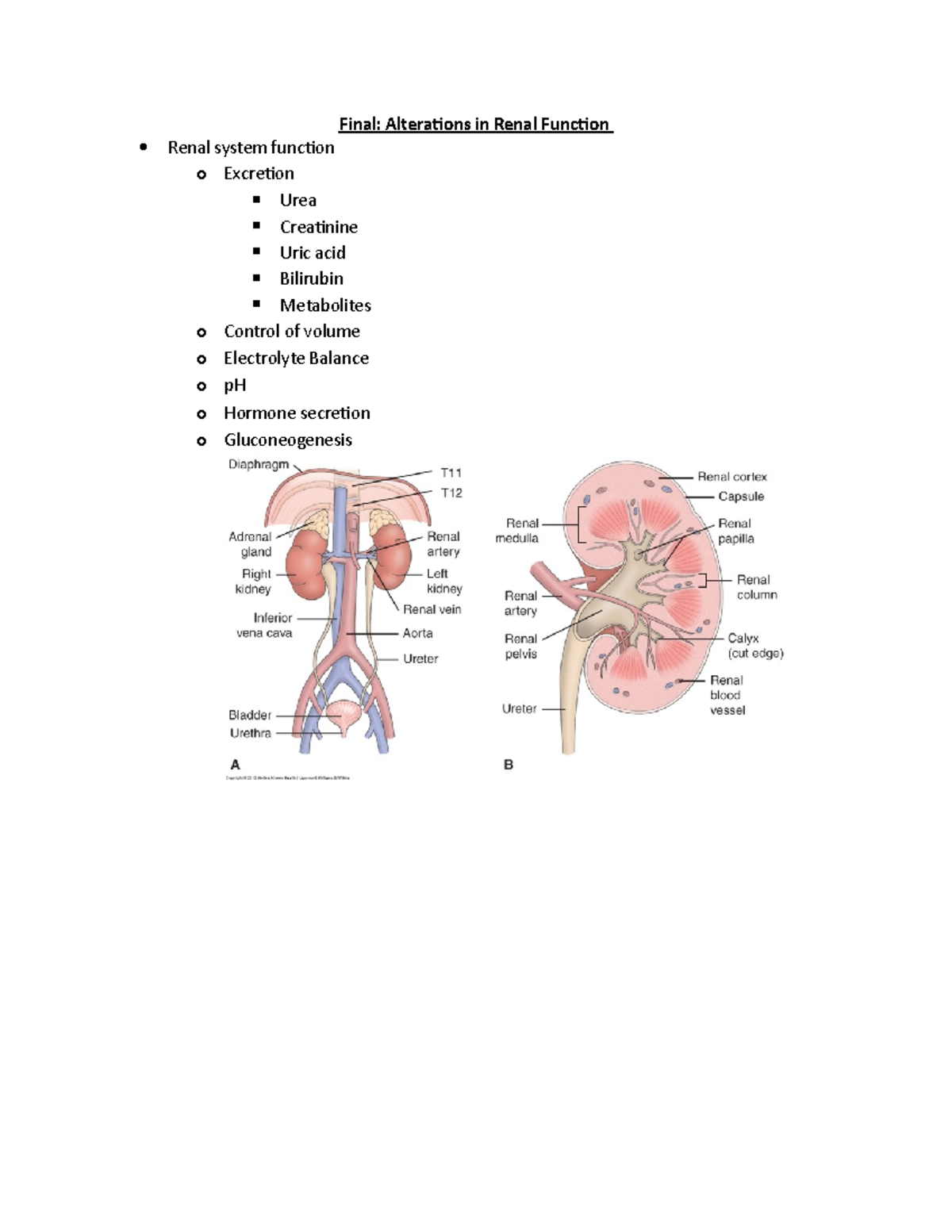 Final- Renal Disorders - Final: Alterations in Renal Function Renal ...
