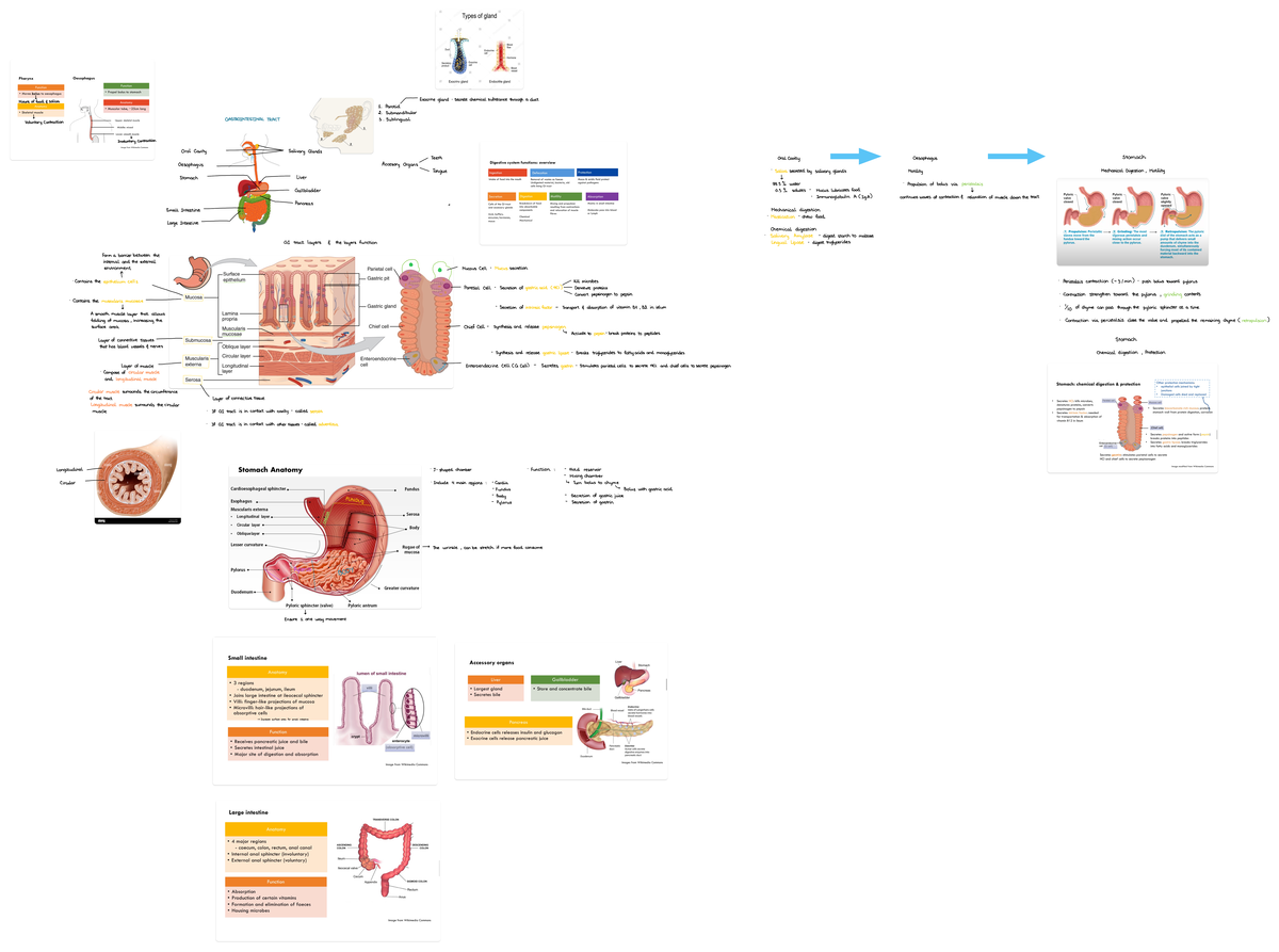 Topic 16 Digestive System - MEDS1001 - Studocu