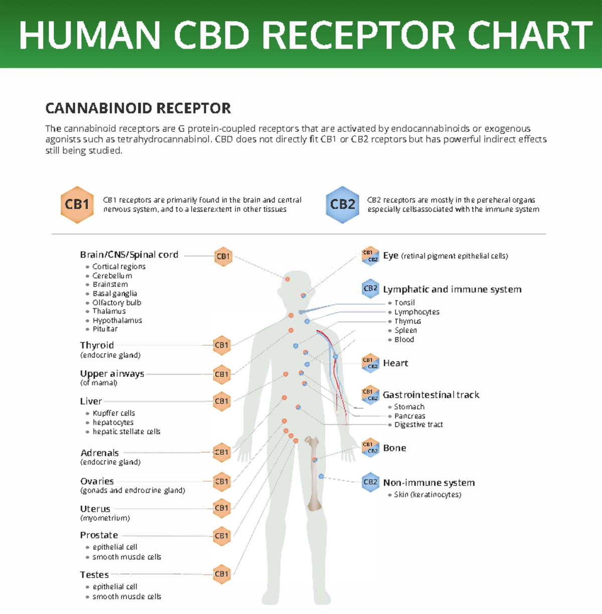 CBD receptor chart - None - HUMAN CBD RECEPTOR CHART CANNABINOID ...