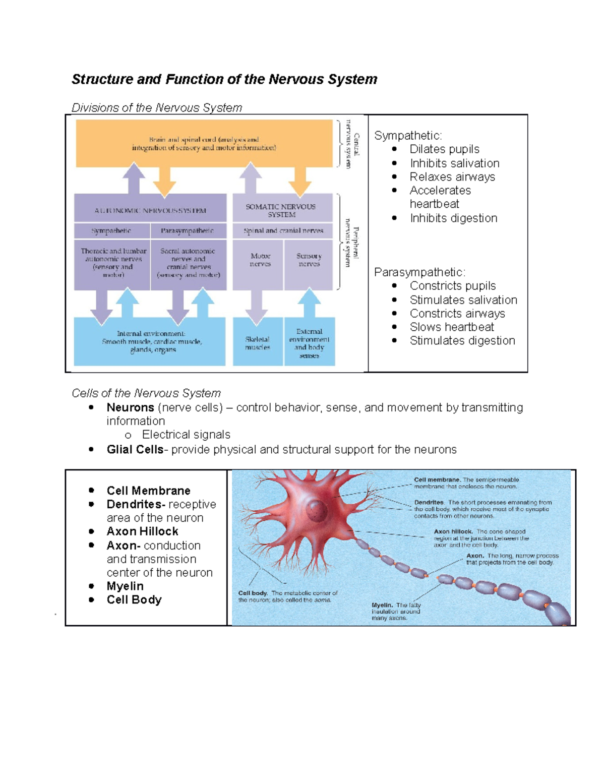 Structure and Function of the Nervous System - Structure and Function ...